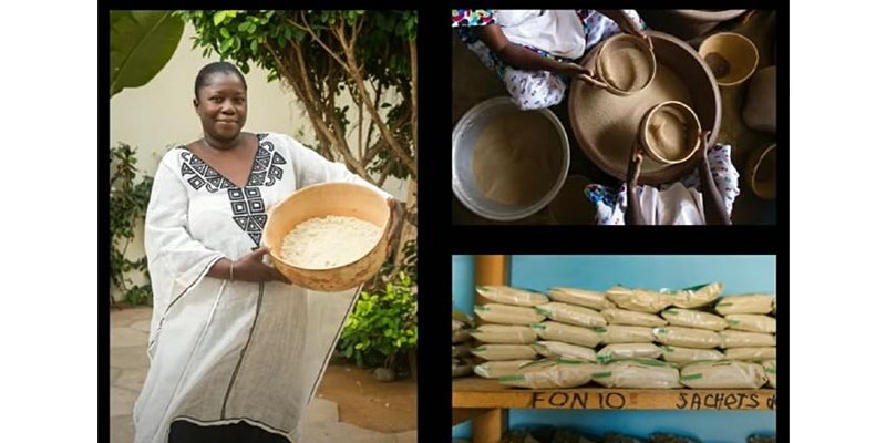 Could an African grain become a global super-food? A case study: fonio ...